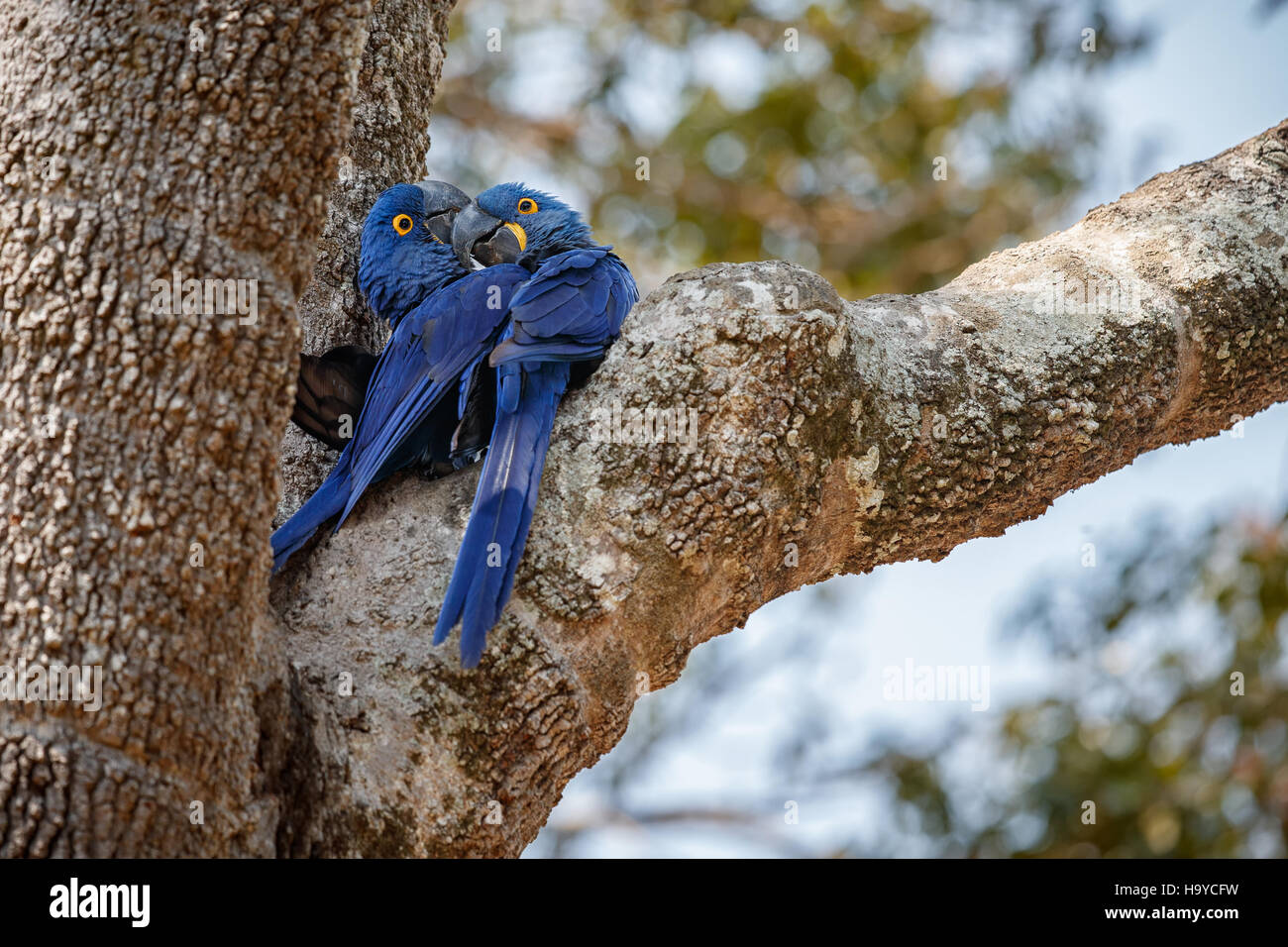 Hyacinth Macaw Habitat