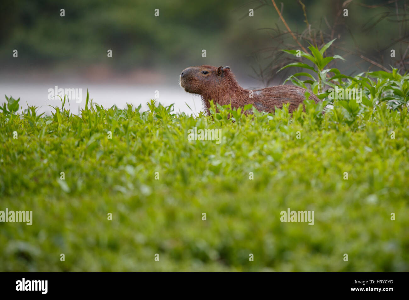capybara in the nature habitat of northern pantanal, biggest rondent ...