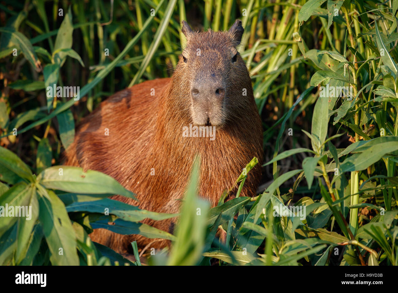 capybara in the nature habitat of northern pantanal, biggest rondent ...