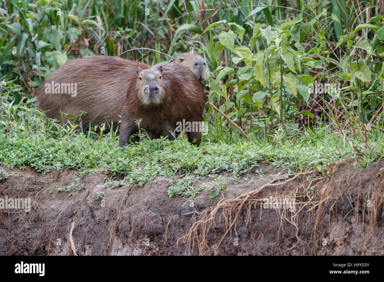 capybara in the nature habitat of northern pantanal, biggest rondent ...