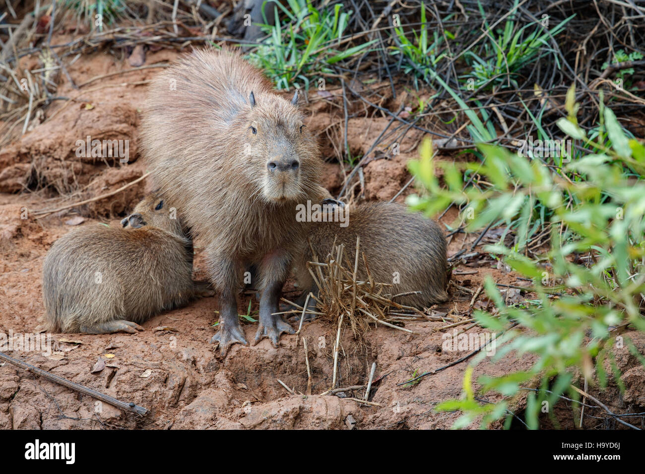 capybara in the nature habitat of northern pantanal, biggest rondent ...