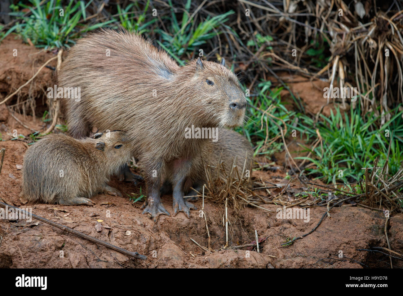 capybara in the nature habitat of northern pantanal, biggest rondent ...