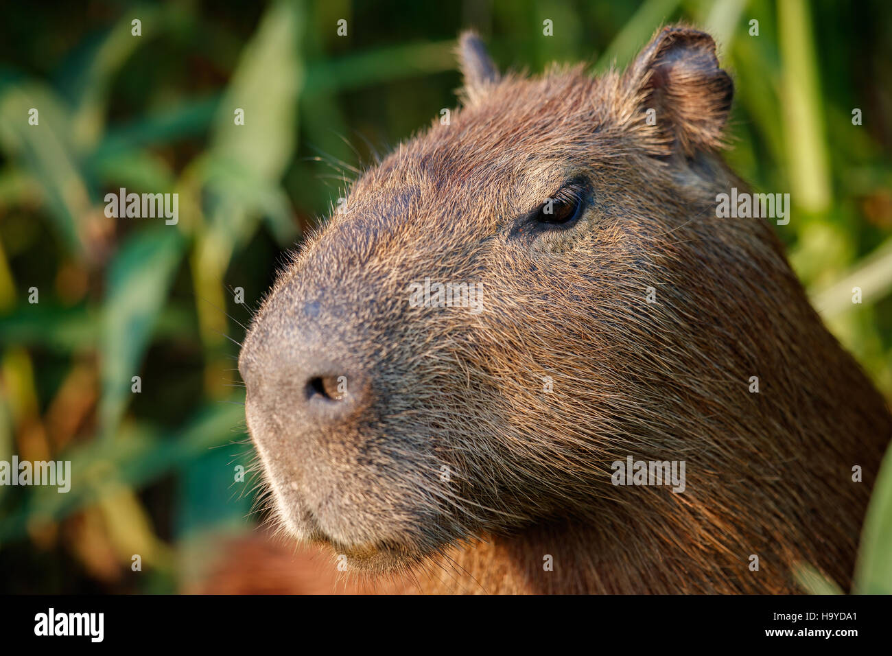capybara in the nature habitat of northern pantanal, biggest rondent ...