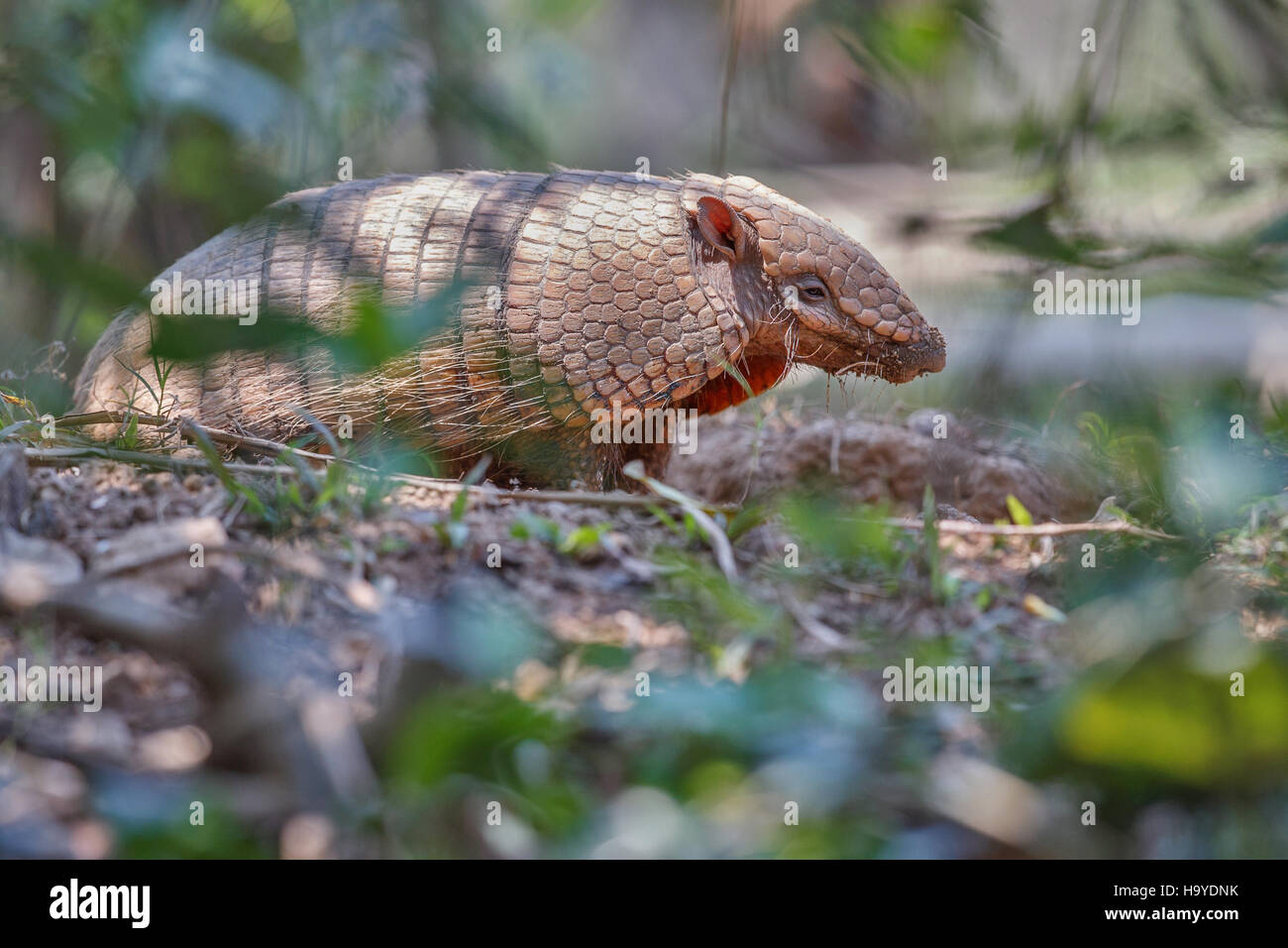 Armadillo bolivia hi-res stock photography and images - Alamy
