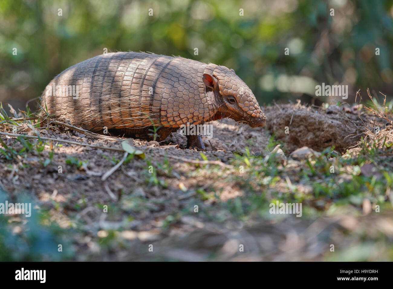 Small hairy armadillo hi-res stock photography and images - Alamy