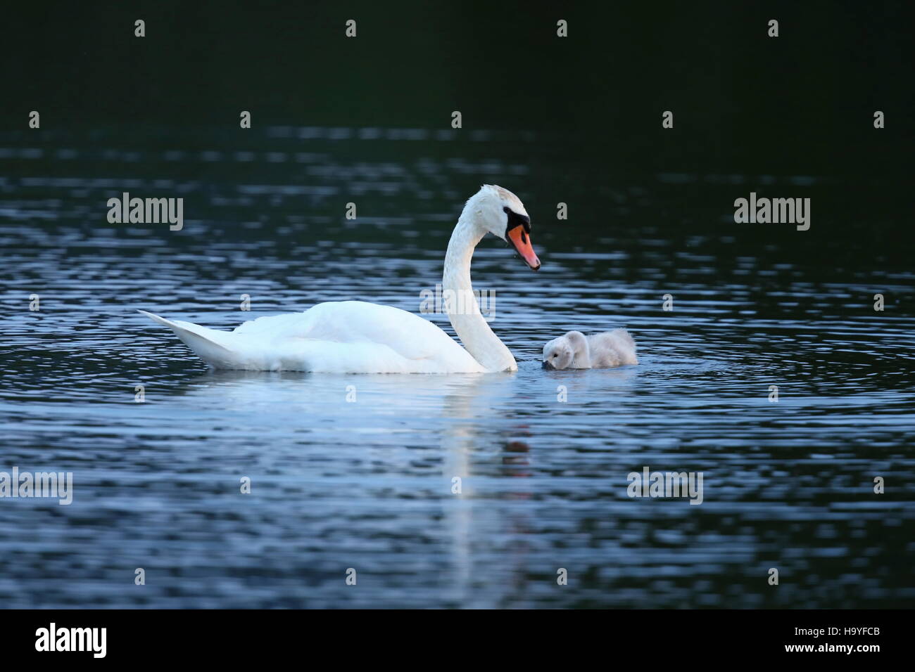 Swan pair on the lake in their nature habitat, european wildlife, wild ...