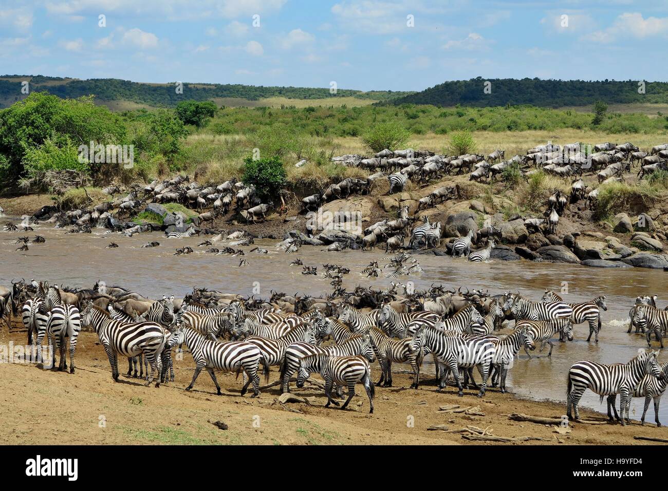 Great migration in Masai Mara, Kenya, Tanzania, Africa, a lot of wild ...