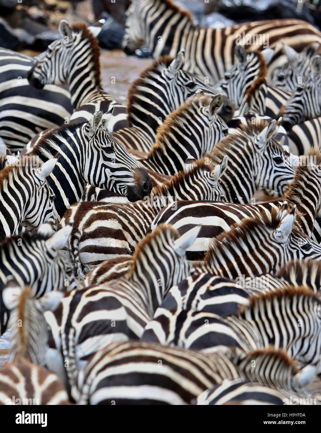 Zebras in the big herd during the great migration in masai mara, wild ...