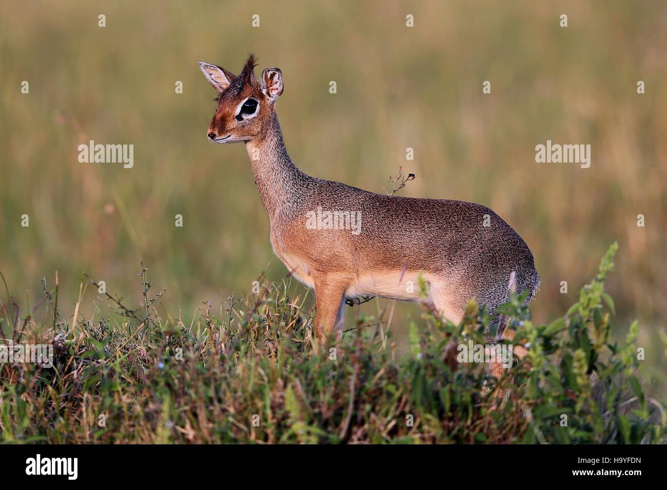 Beautiful antilope in the nature habitat, green grassland, african ...