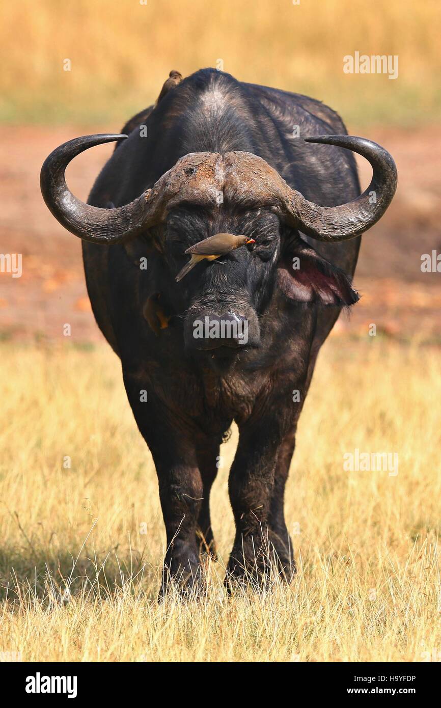 Buffalo in the dry nature habitat, wild africa, dangereous animal ...