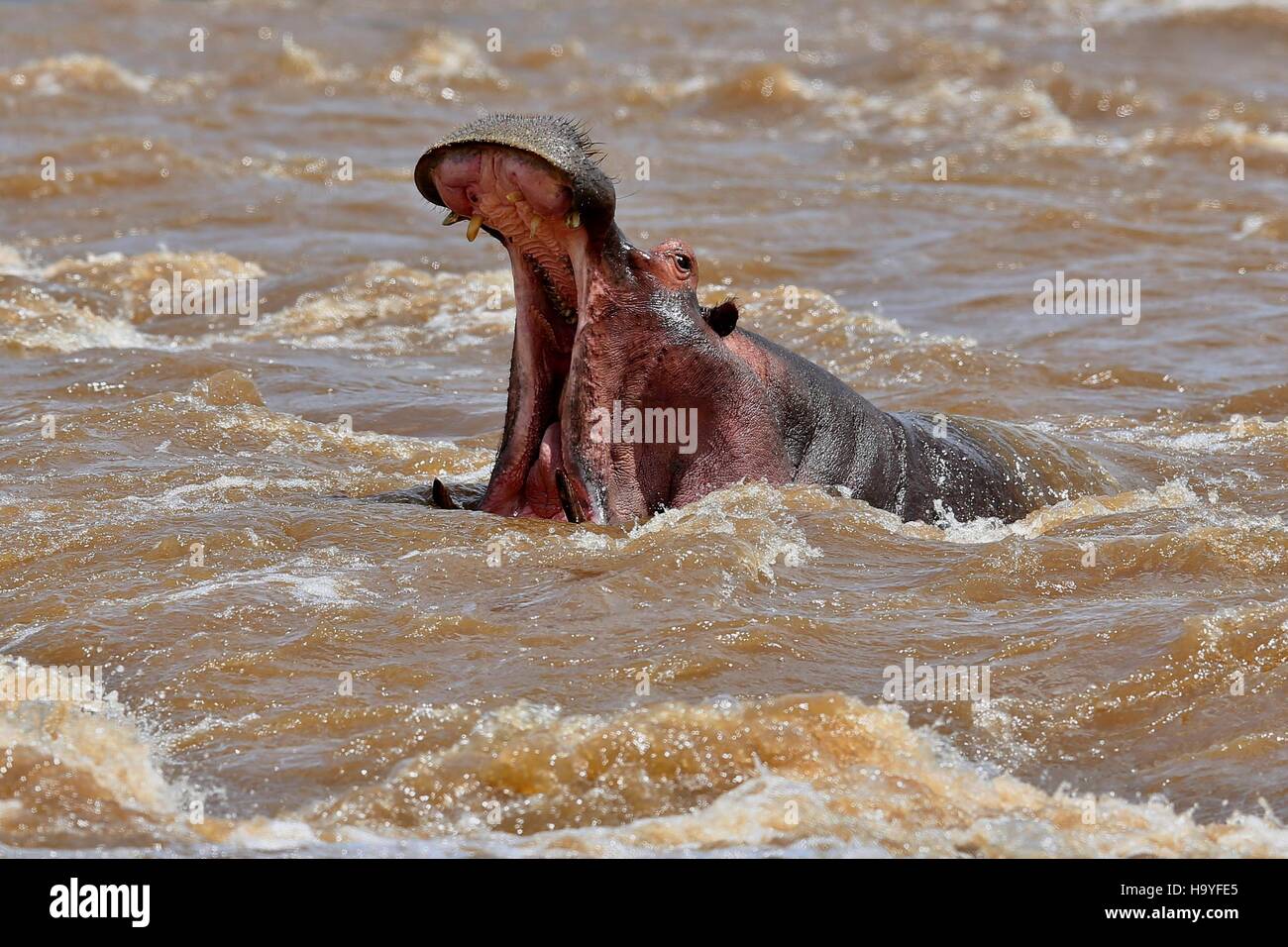 Hippo in the beautiful nature habitat, this is africa, african wildlife ...