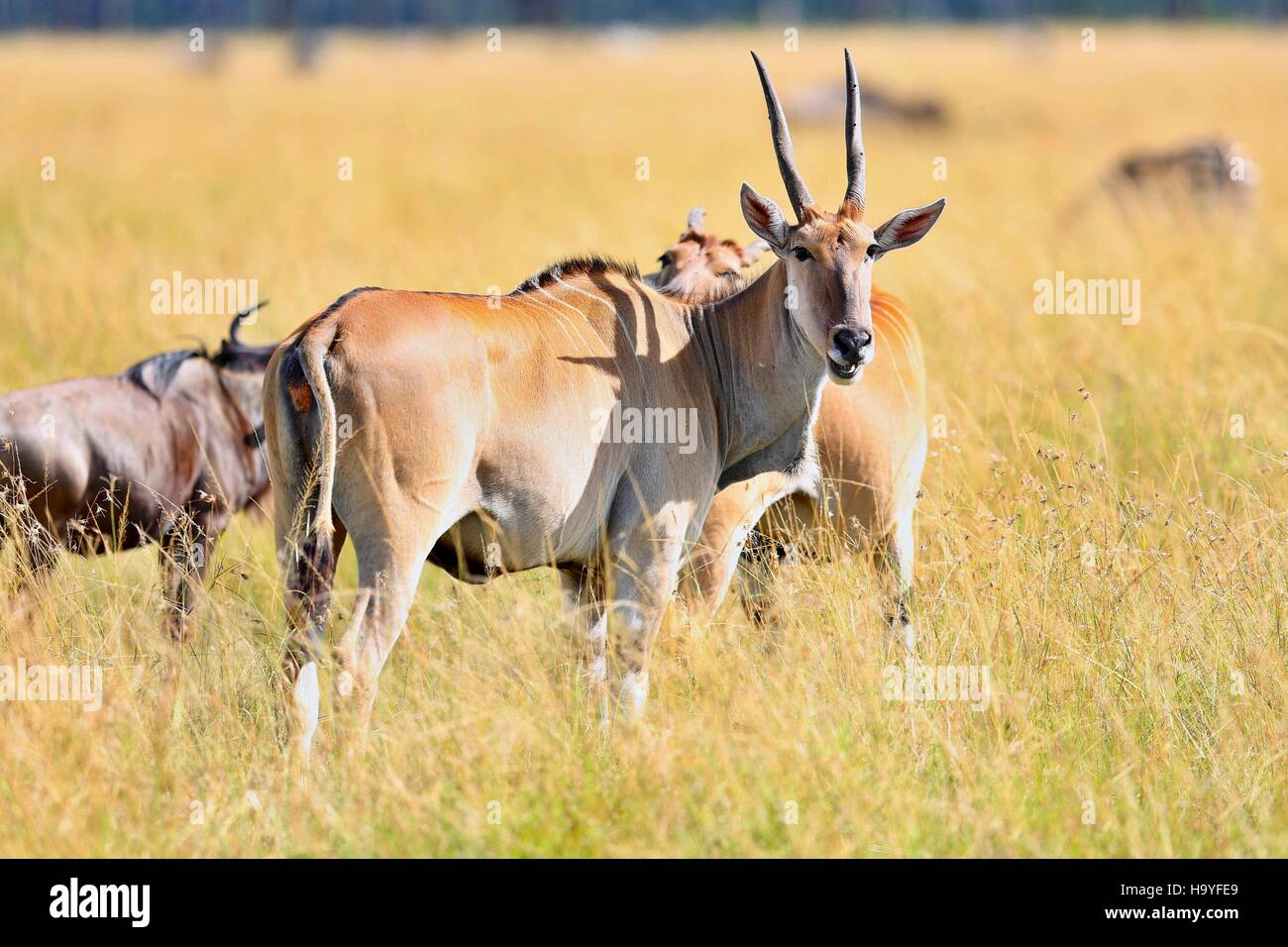Beautiful antilope in the nature habitat, green grassland, african ...