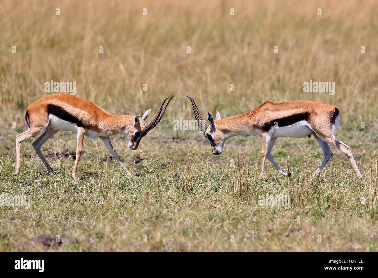Beautiful antilope in the nature habitat, green grassland, african ...