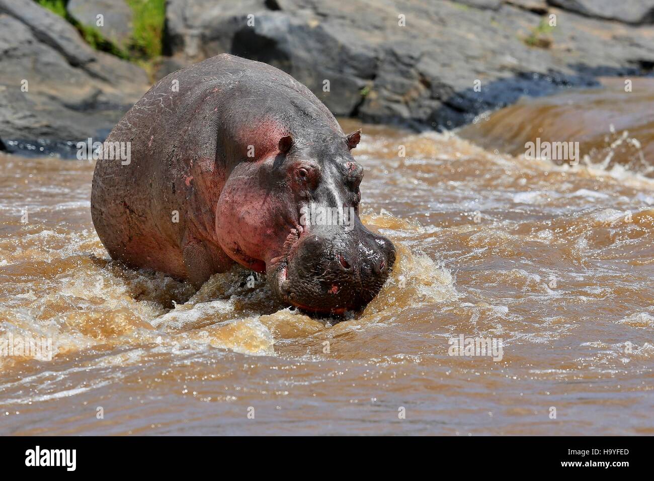 Hippo in the beautiful nature habitat, this is africa, african wildlife ...