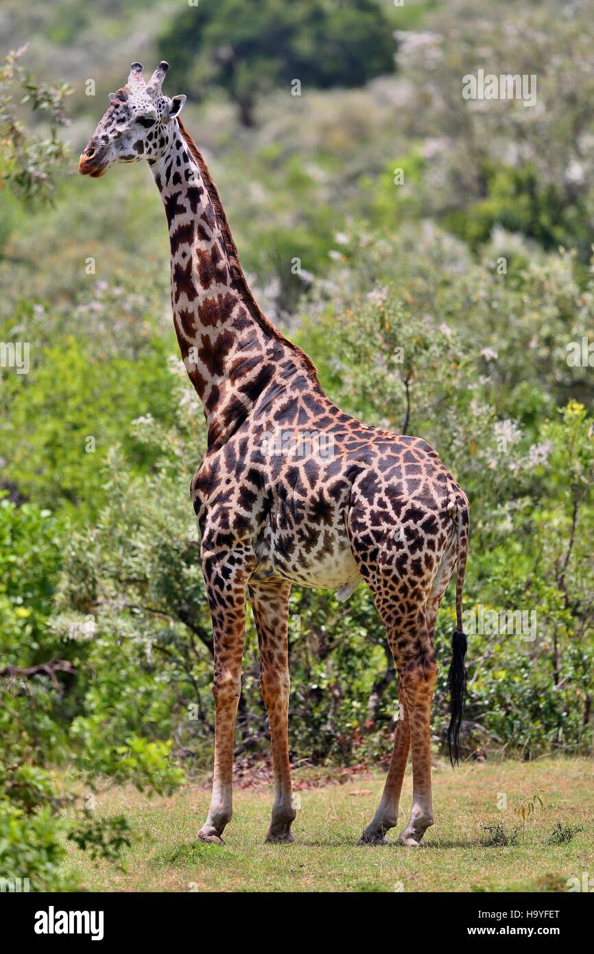 Giraffe in the beautiful nature habitat, wild africa, this is africa ...