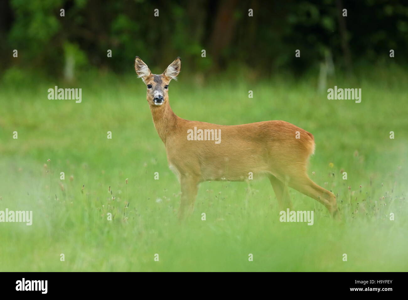 Roe deer male on the magical green grassland, european wildlife, wild ...