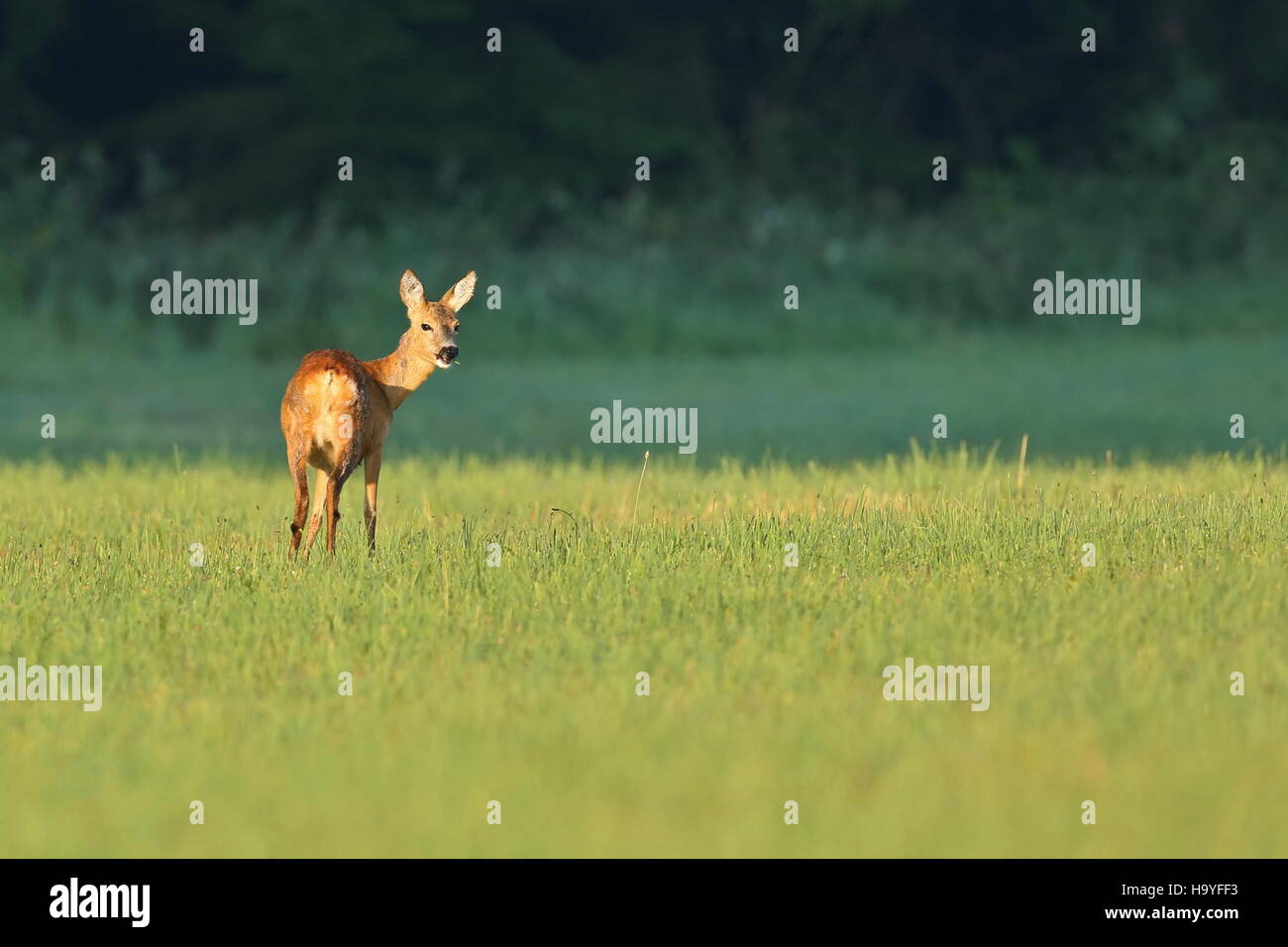 Roe deer male on the magical green grassland, european wildlife, wild ...