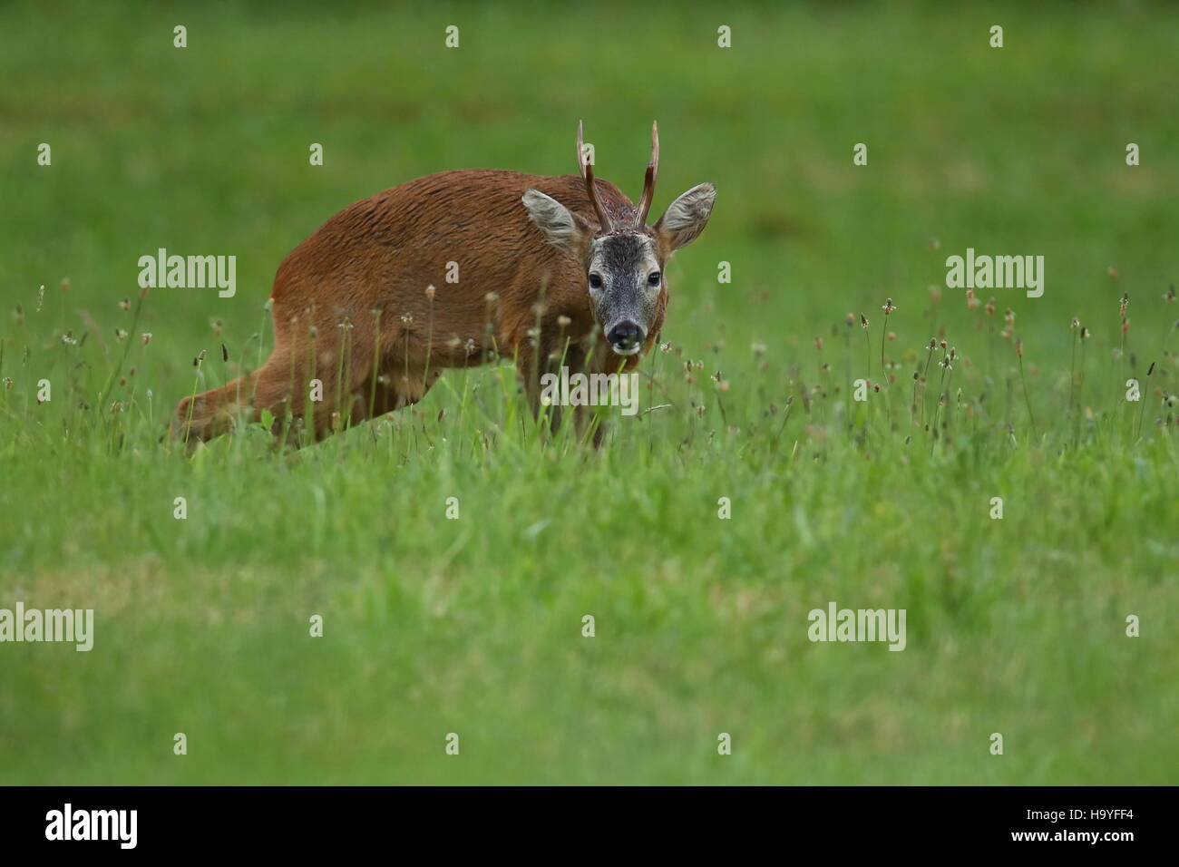 Roe deer male on the magical green grassland, european wildlife, wild ...