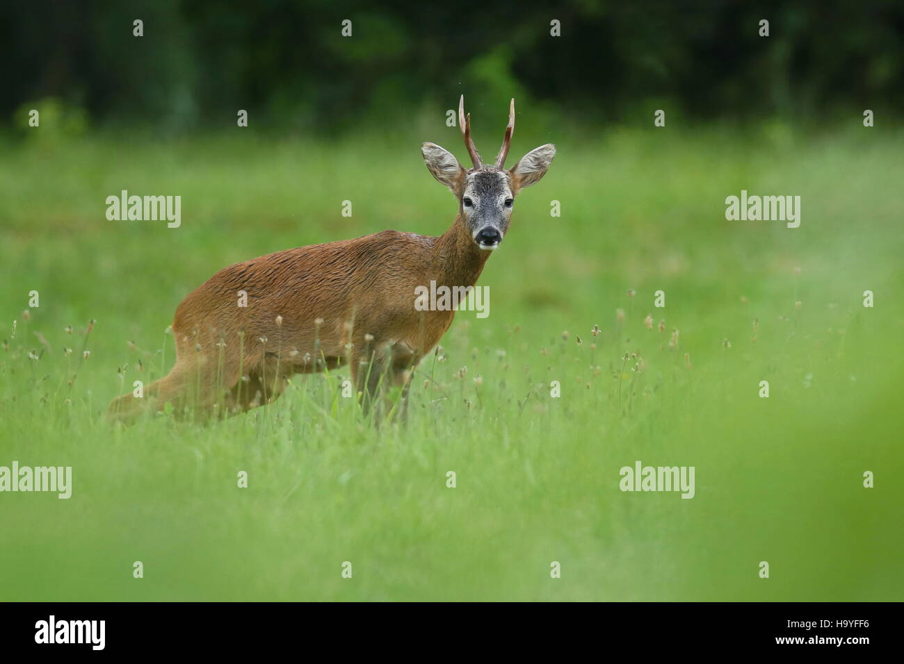 Roe deer male on the magical green grassland, european wildlife, wild ...