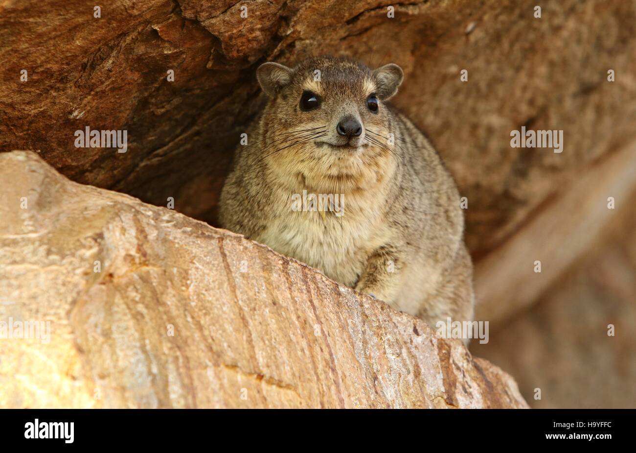 Rock hyrax in the beautiful nature habitat, Procavia capensis, wild ...