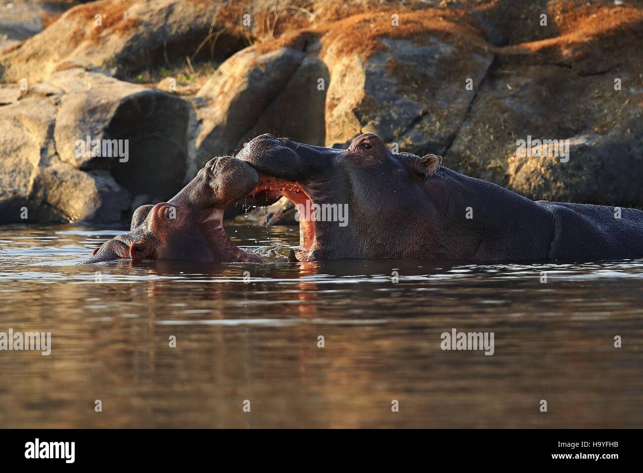 Hippo in the beautiful nature habitat, this is africa, african wildlife ...