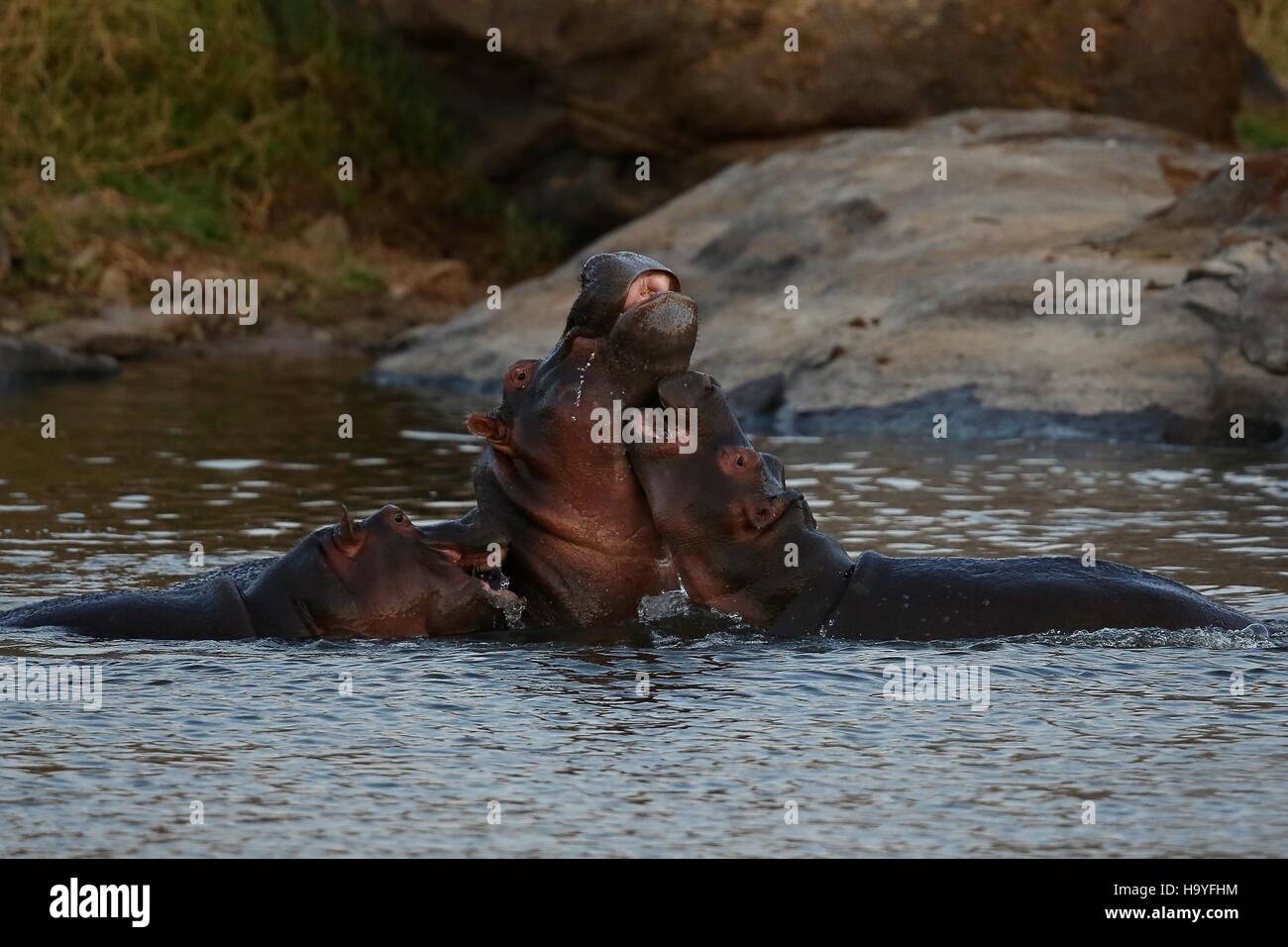 Hippo in the beautiful nature habitat, this is africa, african wildlife ...