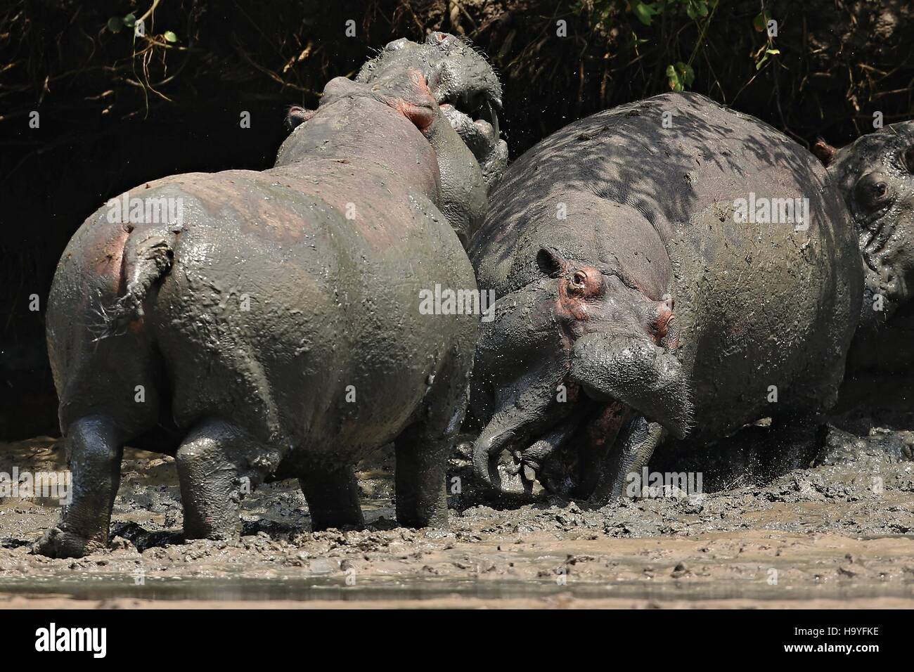 Hippo in the beautiful nature habitat, this is africa, african wildlife ...