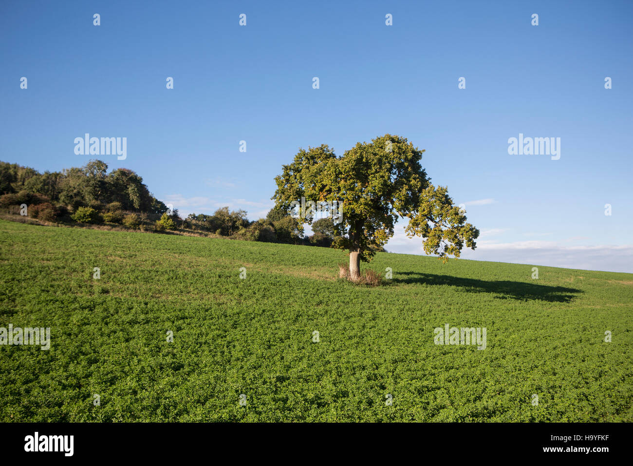 A single tree in British Farmland Stock Photo - Alamy