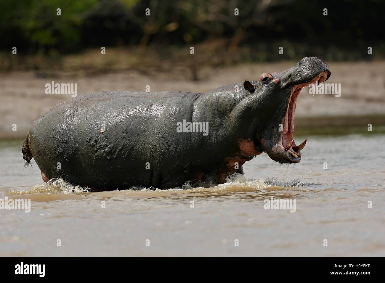 Hippo in the beautiful nature habitat, this is africa, african wildlife ...
