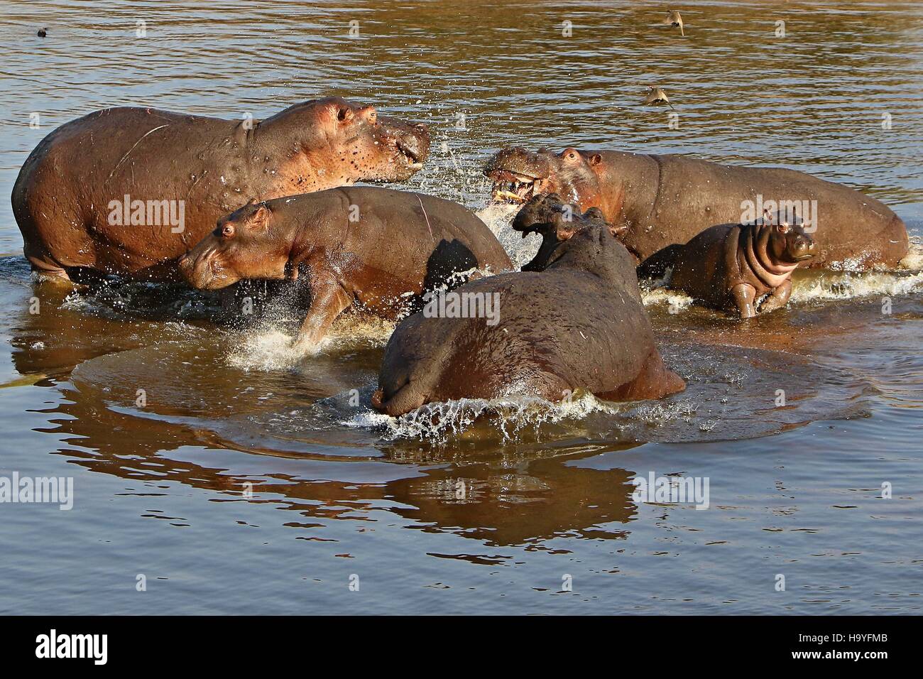 Hippo in the beautiful nature habitat, this is africa, african wildlife ...