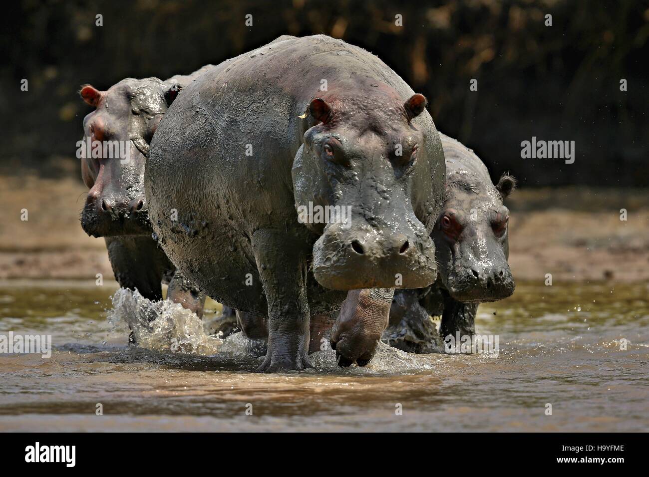 Hippo in the beautiful nature habitat, this is africa, african wildlife ...