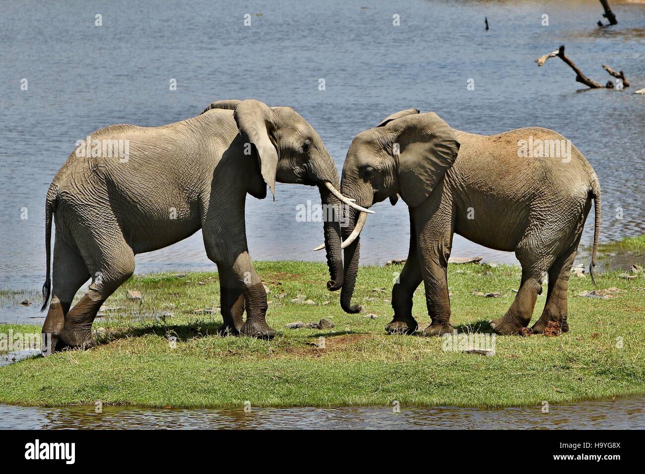 Elephant in the beautiful nature habitat, this is africa, african ...