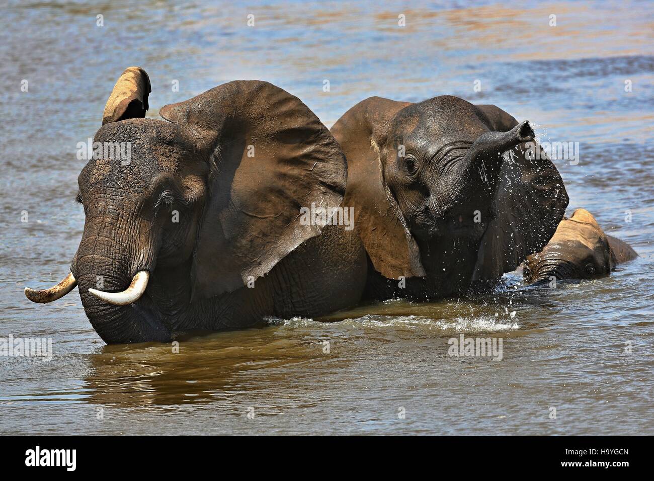 Elephant in the beautiful nature habitat, this is africa, african ...