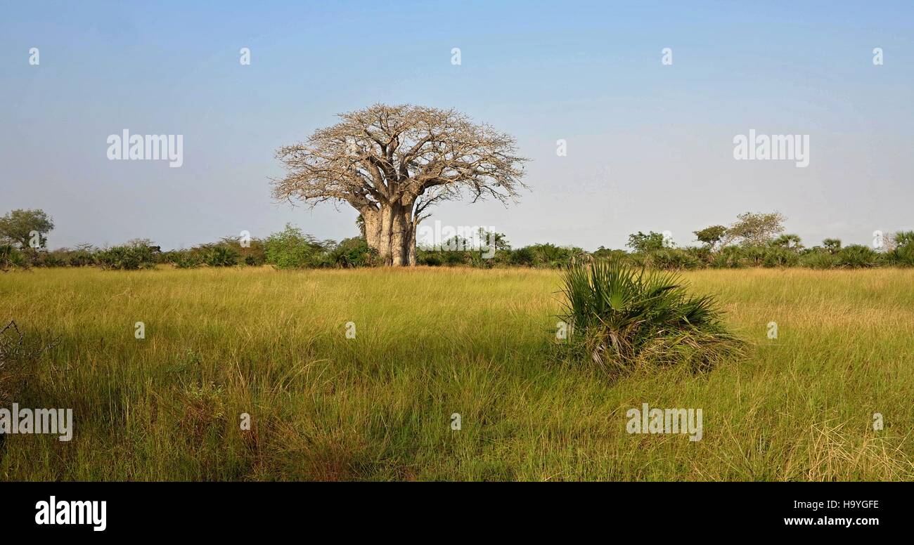 Amazing nature and landscape in africa congo, wild and nature in africa ...