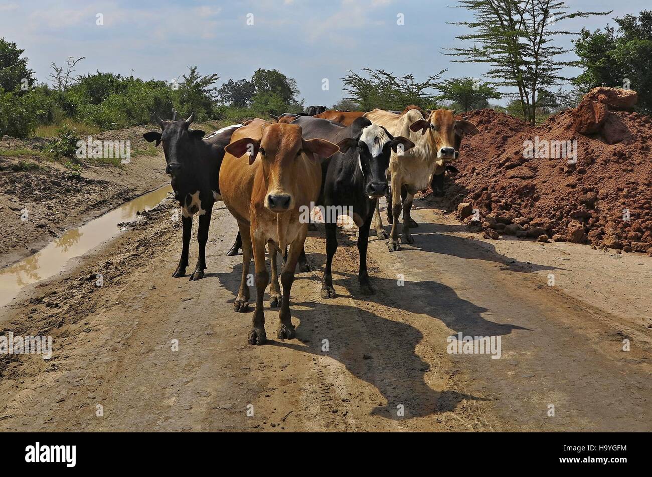 Amazing nature and landscape in africa congo, wild and nature in africa ...