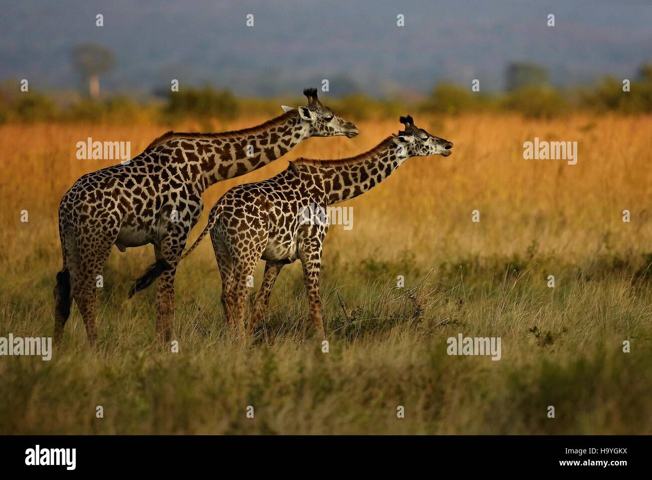 Giraffe in the beautiful nature habitat, wild africa, this is africa ...