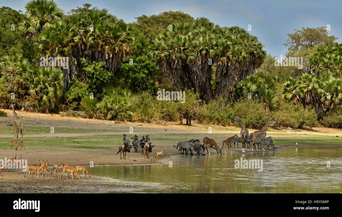 Amazing nature and landscape in africa congo, wild and nature in africa ...