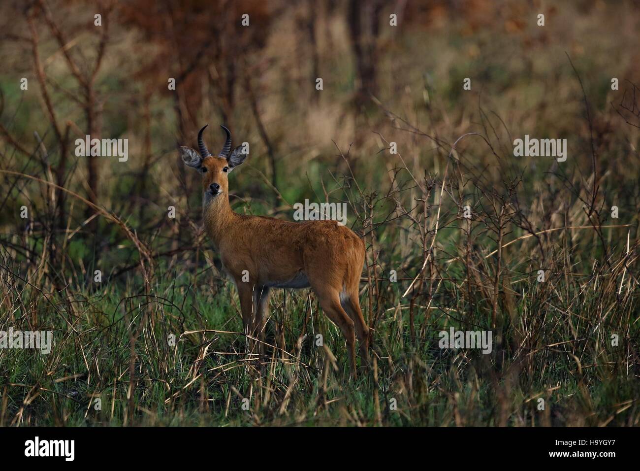 Beautiful antilope in the nature habitat, green grassland, african ...