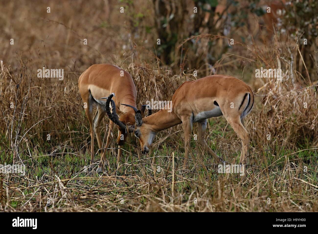 Beautiful antilope in the nature habitat, green grassland, african ...