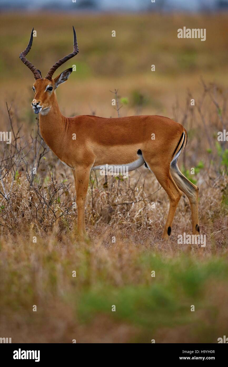 Beautiful antilope in the nature habitat, green grassland, african ...