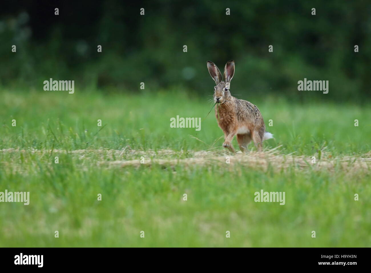 Fauna fur highland highland rabbit hi-res stock photography and images ...
