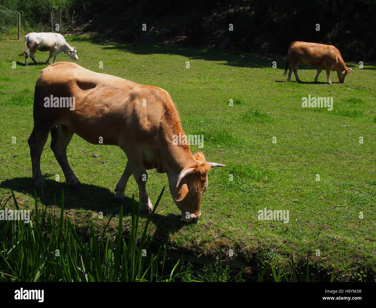 Put out to pasture cattle hi-res stock photography and images - Alamy