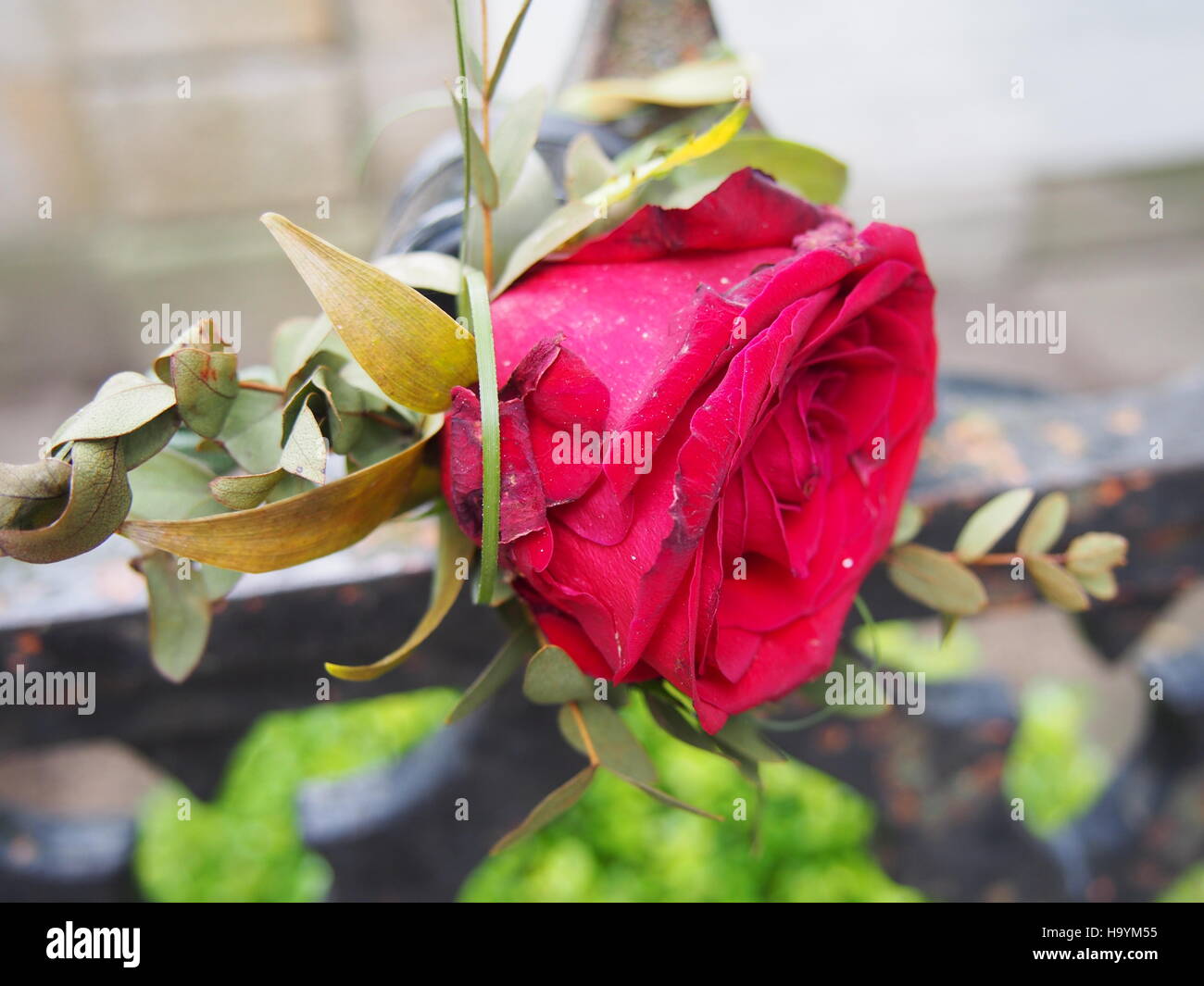 Wilting rose hi-res stock photography and images - Alamy
