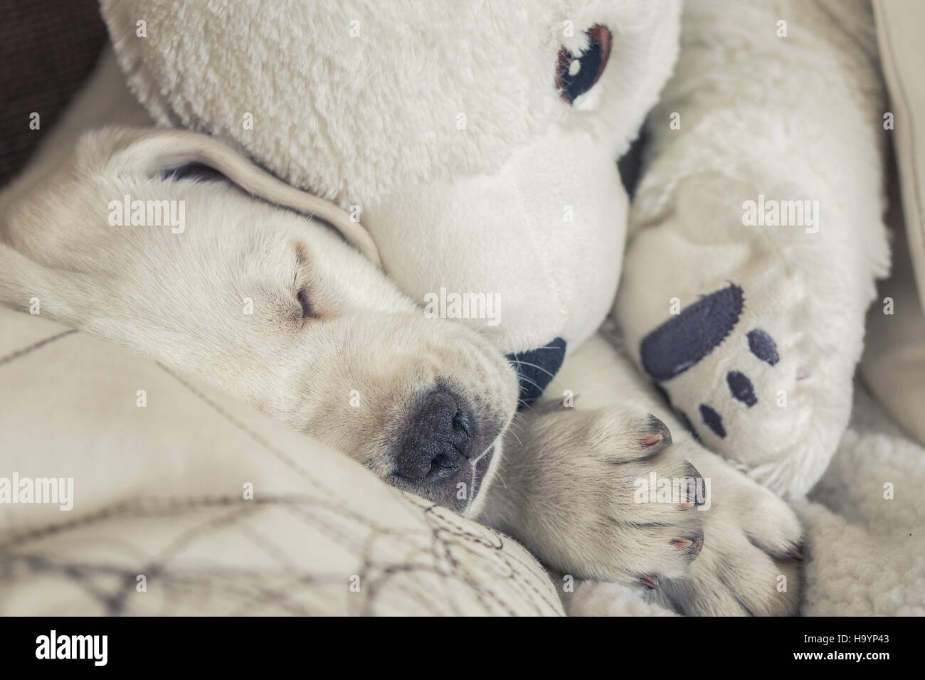 cuddly toy of polar bear and a white labrador puppy cuddle on the couch ...