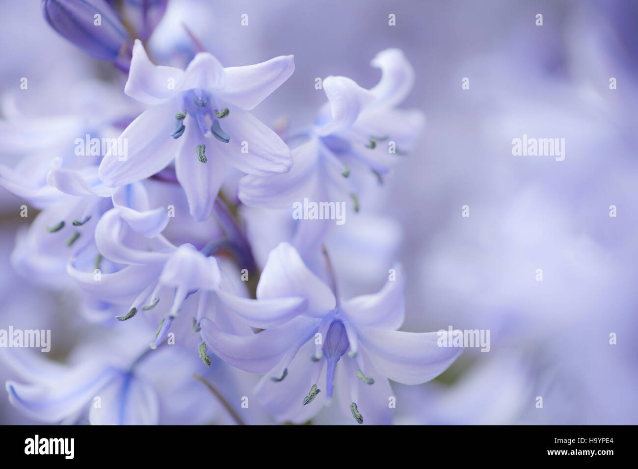 Close Up Of Bluebells High Resolution Stock Photography and Images - Alamy