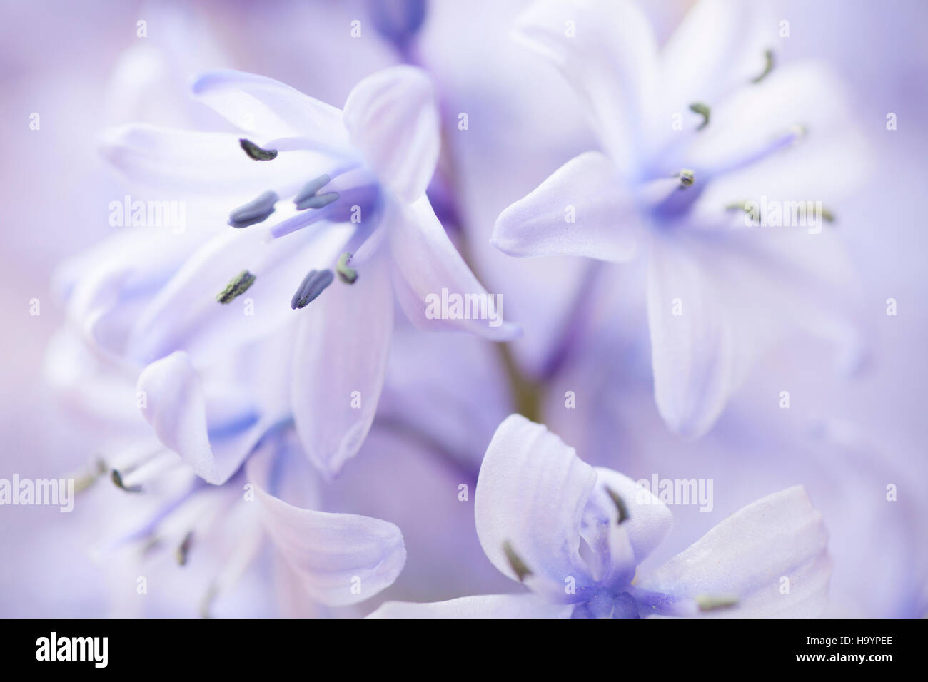 Close-up of a Bluebell flower Stock Photo - Alamy