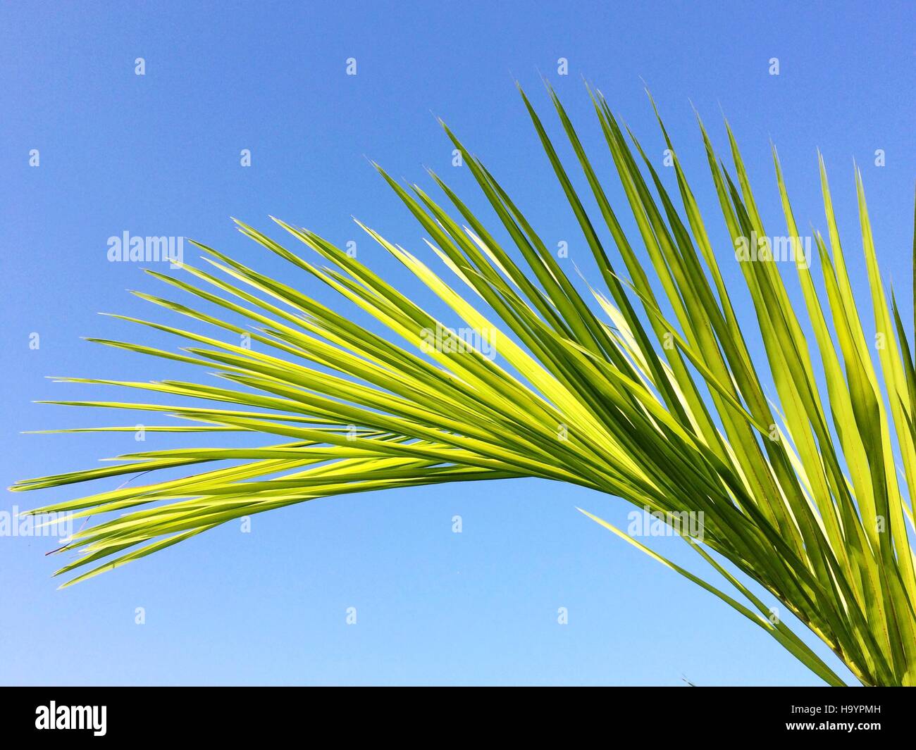 Palm tree leaf hi-res stock photography and images - Alamy