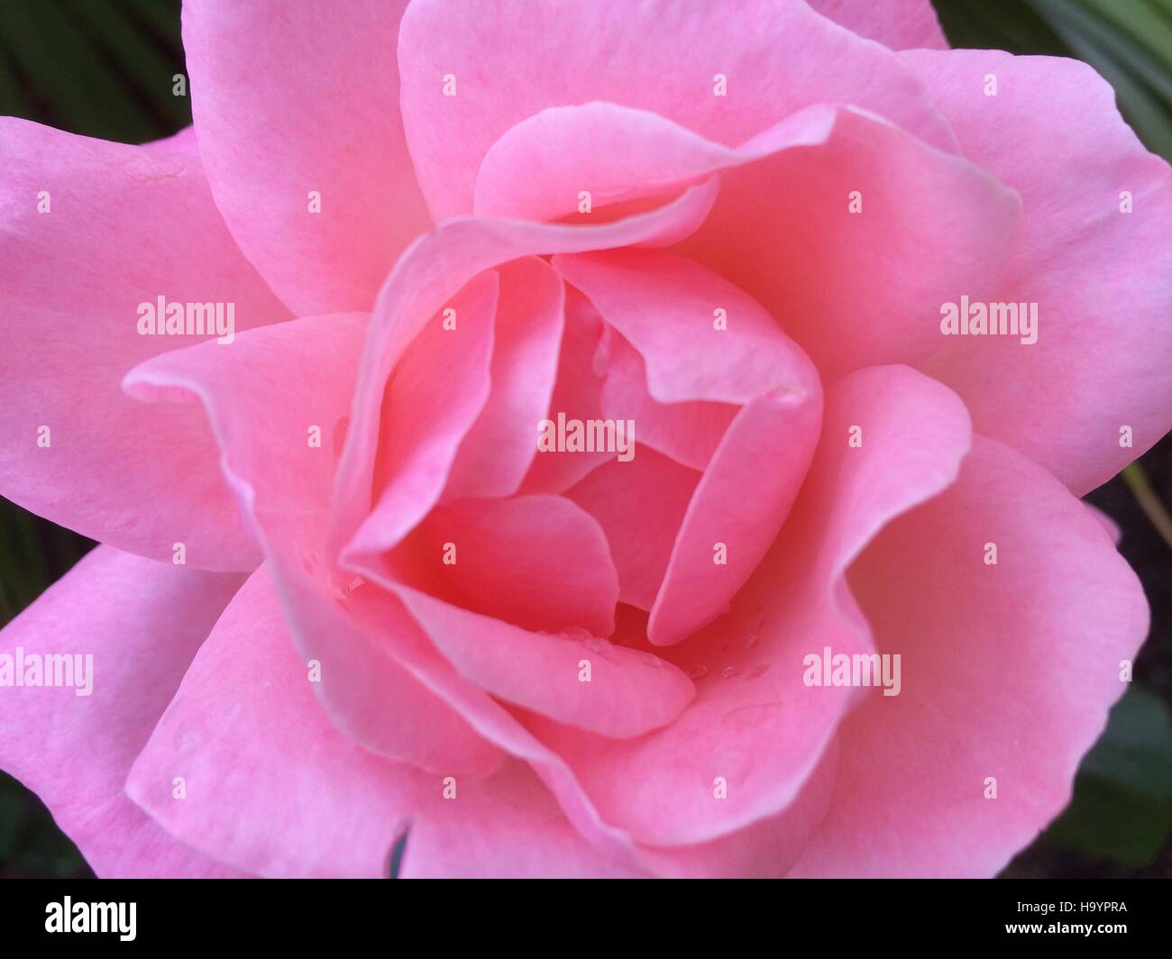 rose flower macro, pink rose flower closeup Stock Photo - Alamy