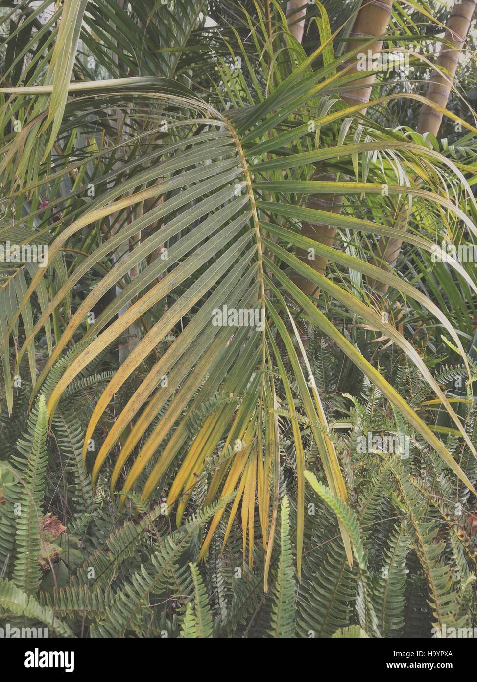palm tree leaves, tropical plants Stock Photo - Alamy