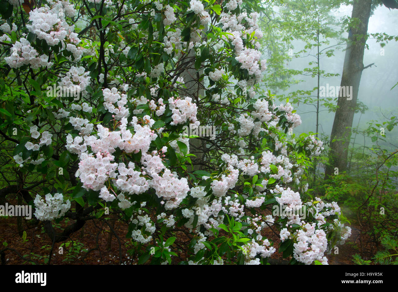 Mountain laurel in bloom, French Creek State Park, Pennsylvania Stock ...